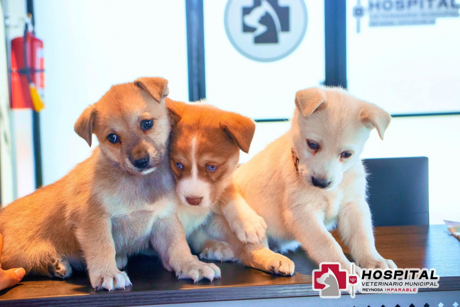 Celebra el Día de los Cachorros con los servicios del Hospital ...
