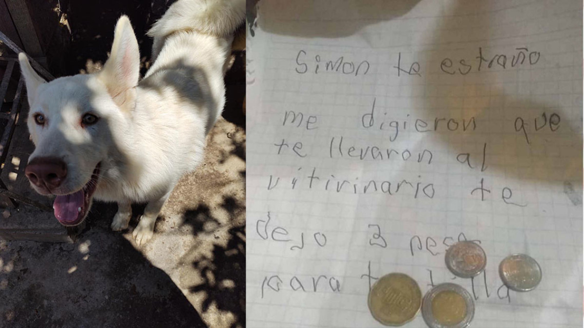 ¡Ternurita! Niño le escribe cartas a perrito que dejó en un refugio ...