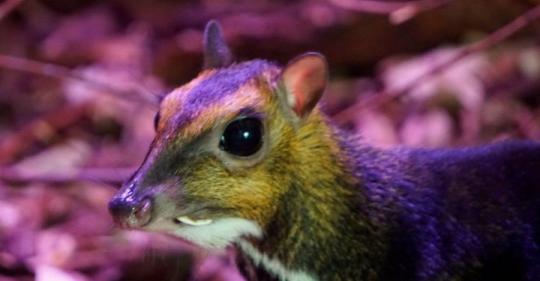 NotiGAPE - Nace un ciervo ratón, especie en peligro de extinción